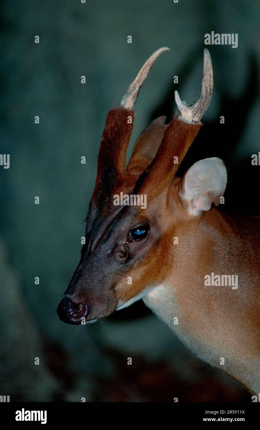 Indian muntjac [muntiacus muntjak] hi-res stock photography and images ...