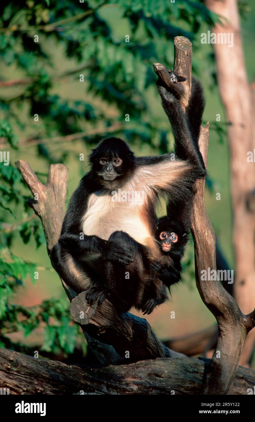 Black-handed Spider Monkeys, female with young, geoffroy's spider ...