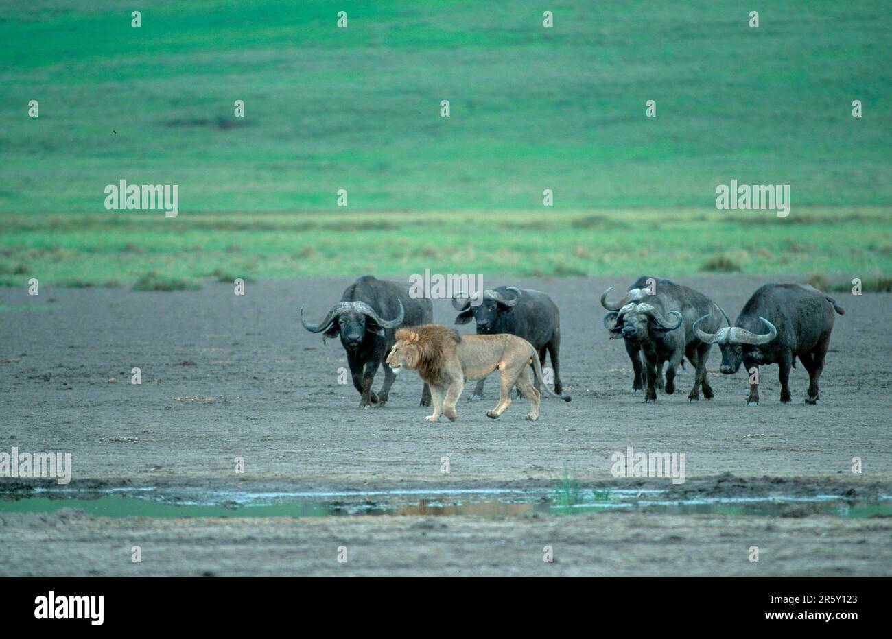 Cape (Syncerus caffer) Buffalos and African Lion (Panthera leo), male ...