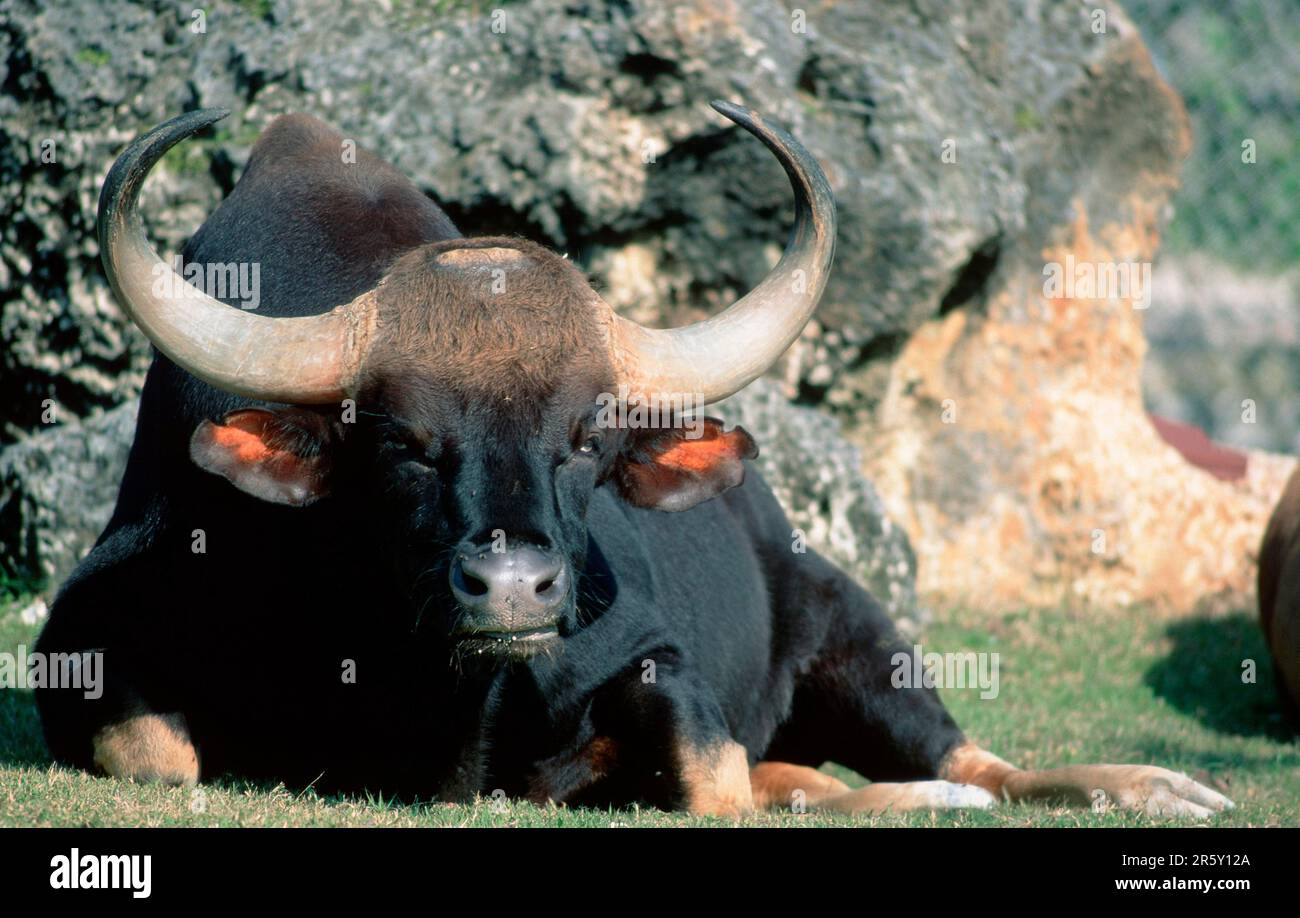 Gaur (Bos gaurus) bull Stock Photo - Alamy