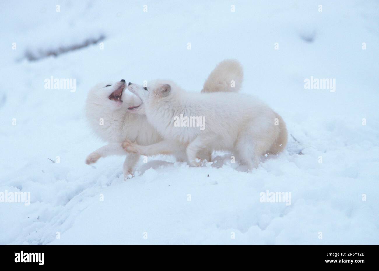Arctic Foxes (Alopex lagopus) (Vulpes lagopus), pair, playing together ...
