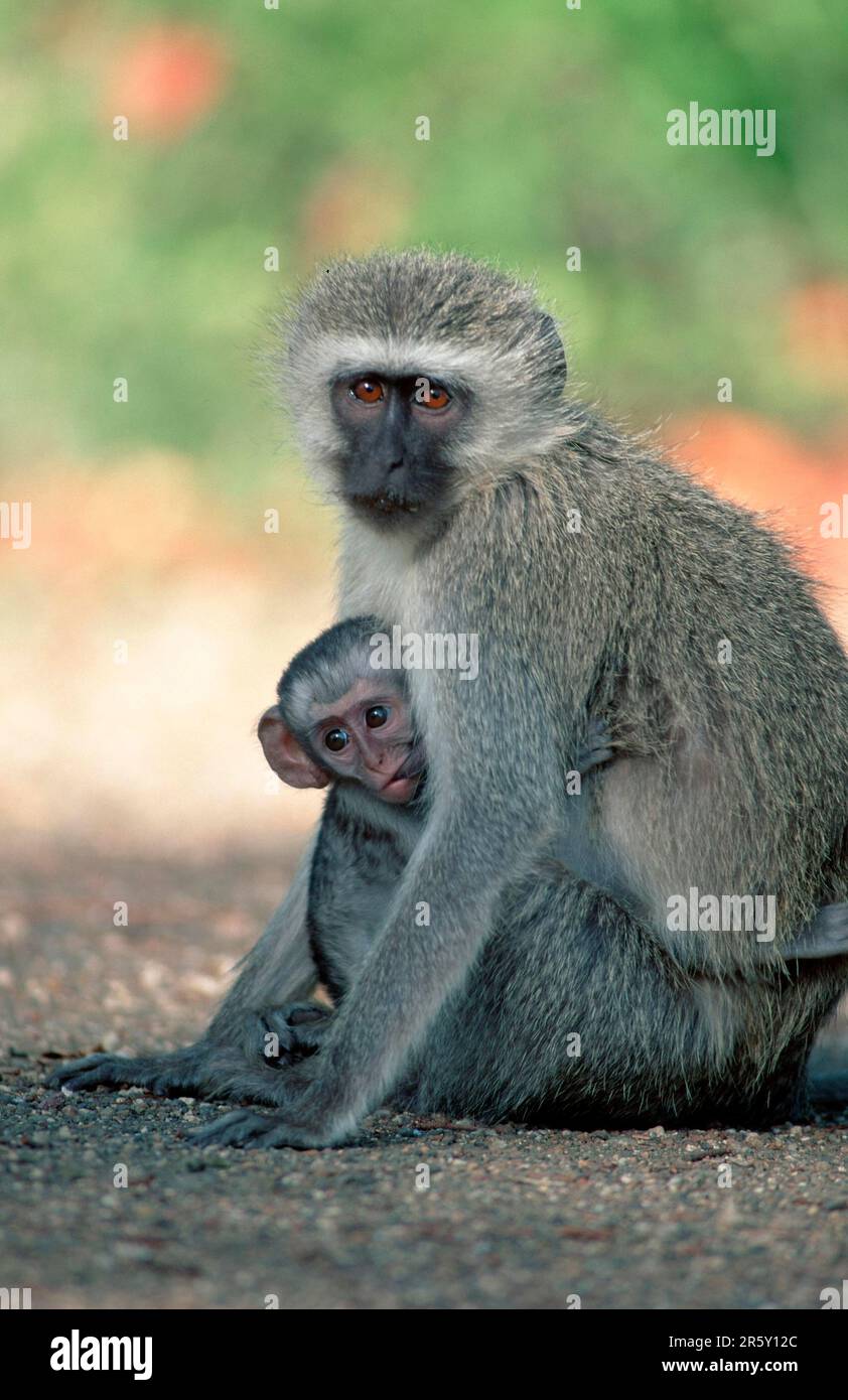 Grass Monkeys, female nursing young, Kruger national park, South Africa ...
