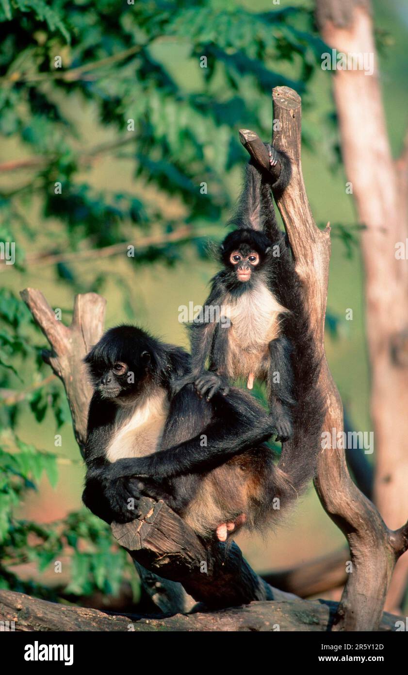 Black-handed (Ateles geoffroyi) Spider Monkeys, female with young Stock ...