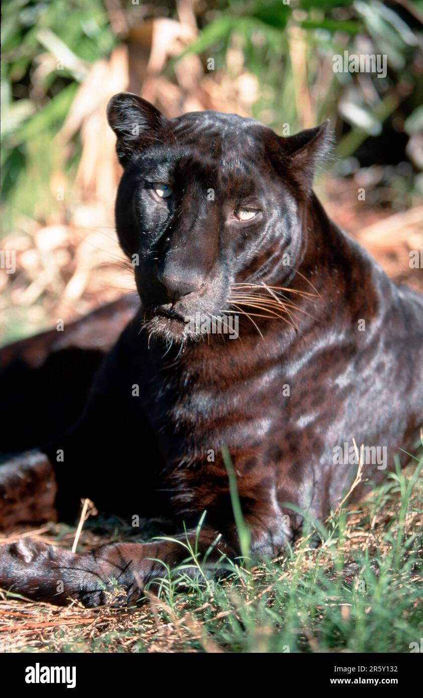 Black Asian indian leopard (Panthera pardus fusca Stock Photo - Alamy