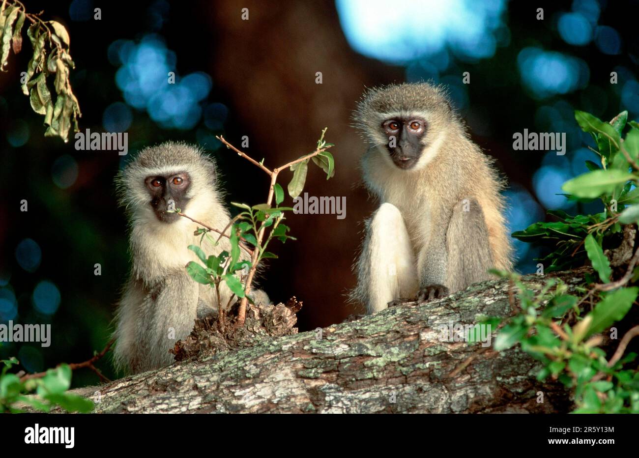 Vervet monkeys, Kruger National Park, South Africa, vervet monkey ...