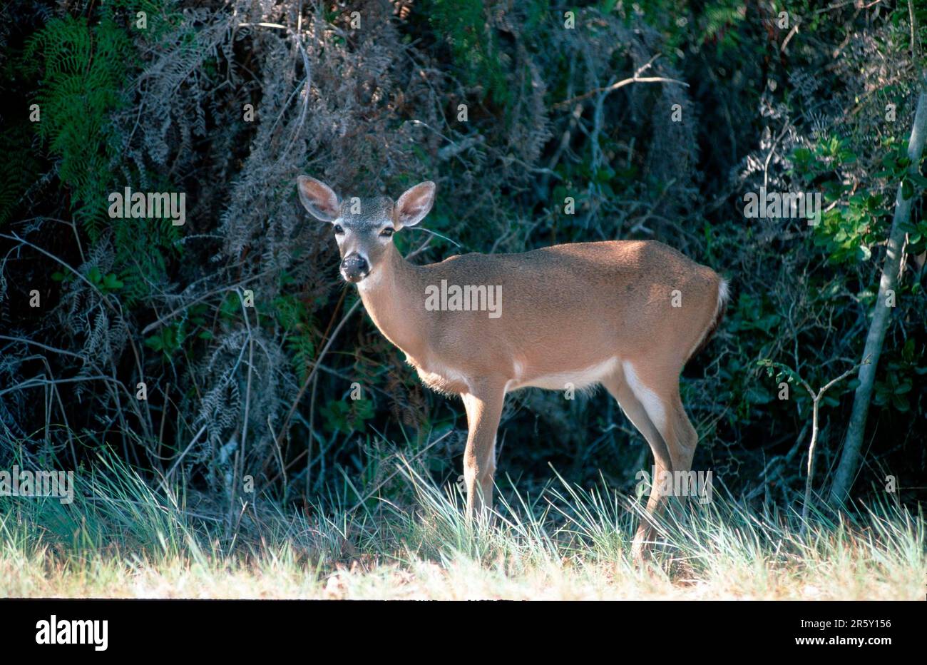 Key Deer (Odocoileus virginianus clavium), male, Florida Keys, Florida ...