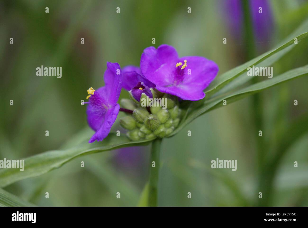 Spiderwort plant hi-res stock photography and images - Alamy