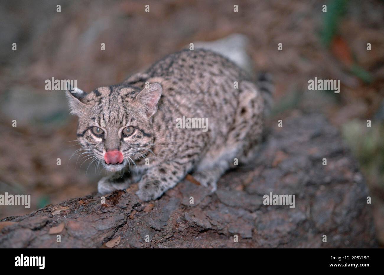 Geoffroy's cat hi-res stock photography and images - Alamy