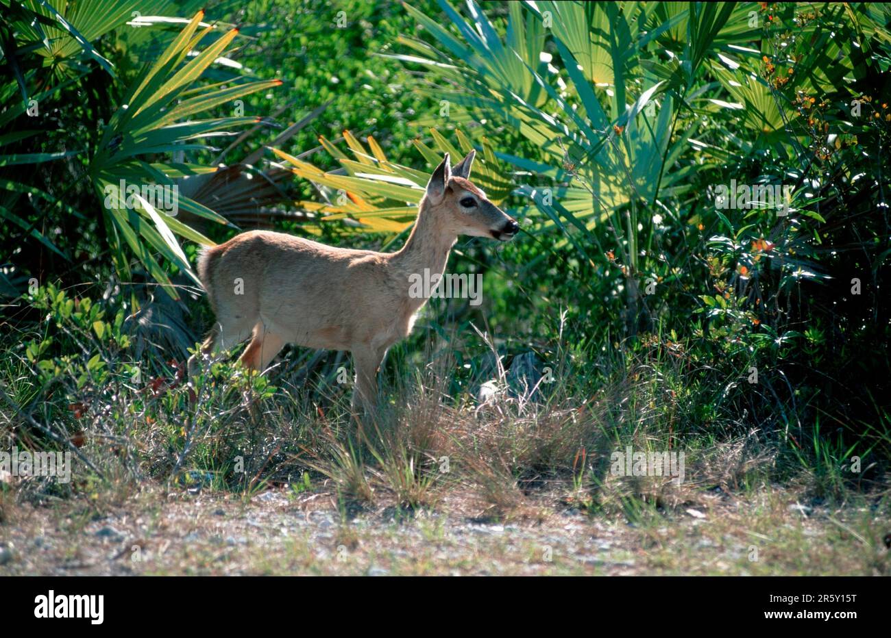 Key Deer (Odocoileus virginianus clavium), female, Florida Keys, key ...