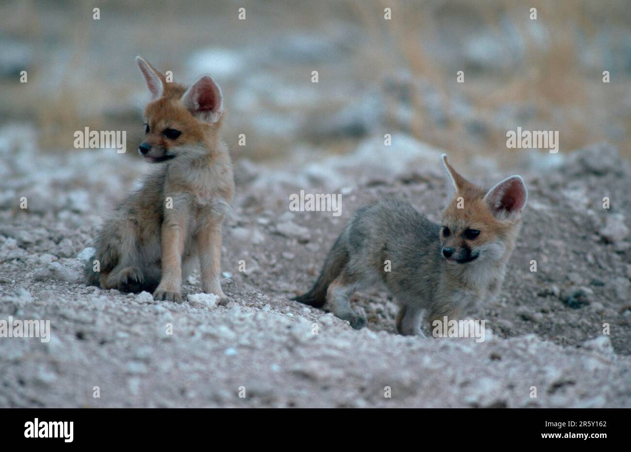 Cape Fox (Vulpes chama) cubs at den, Etosha national park, Namibia, cub ...