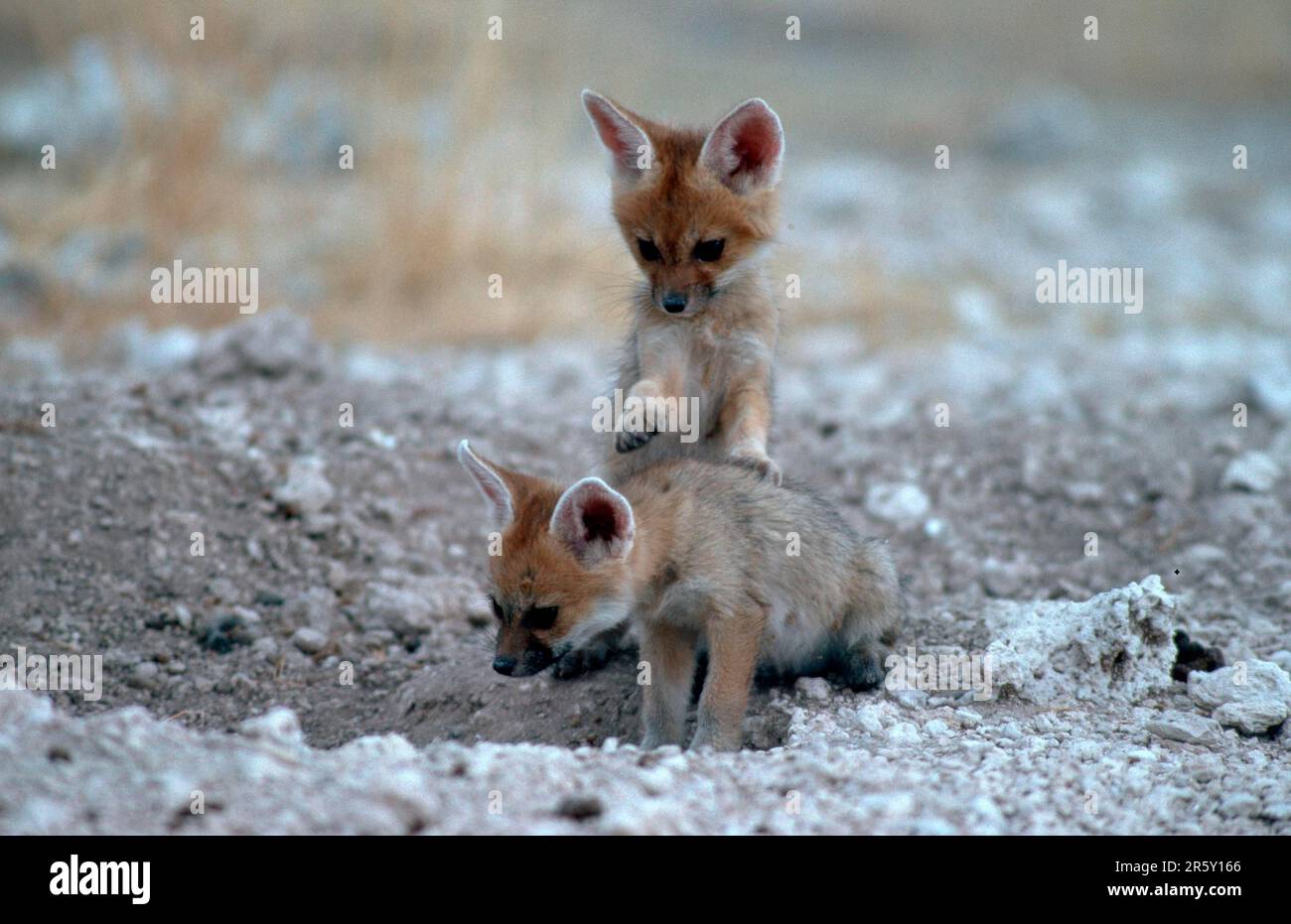 Cape fox (Vulpes) in burrow, Etosha National Park, Namibia chama ...