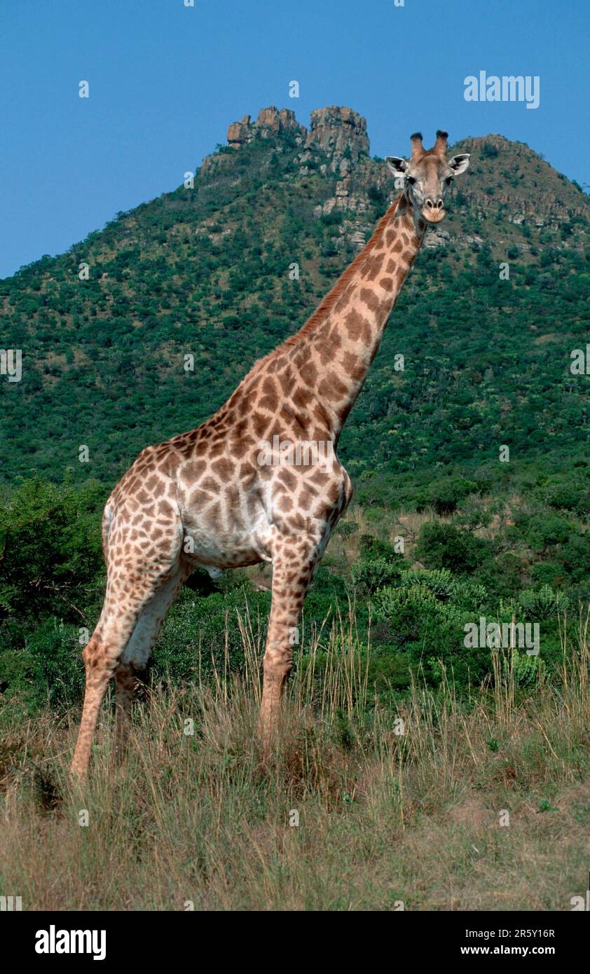 Cape Giraffe, Itala Game Reserve, Kwazula Natal, South Africa, southern ...