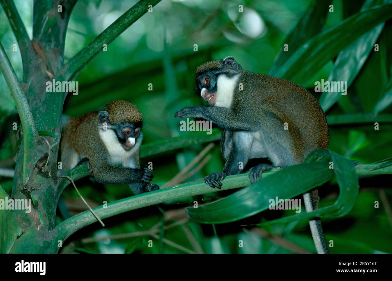 Lesser spot-nosed monkey (Cercopithecus petaurista), pair Stock Photo ...