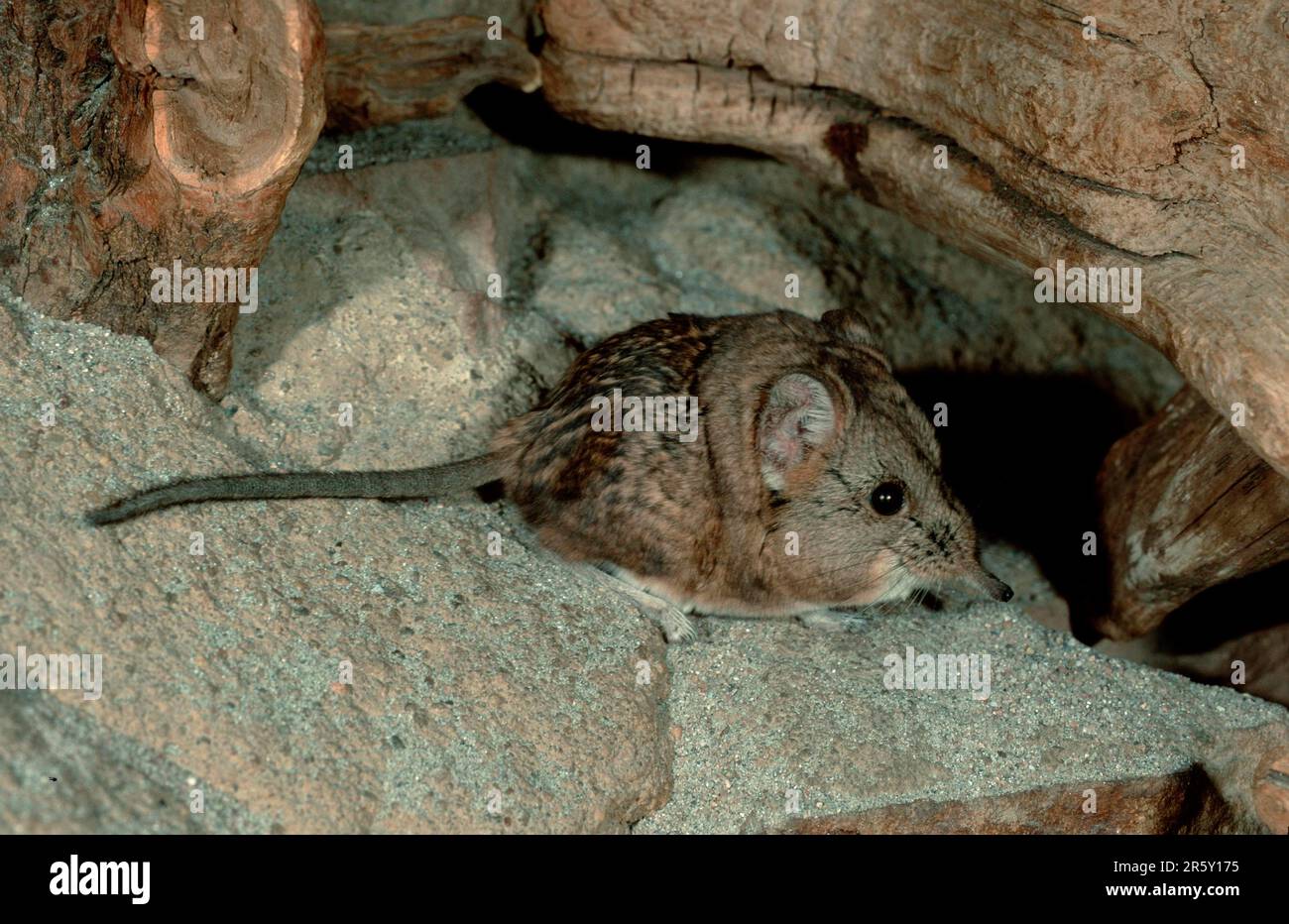 Short-eared Elephant Shrew (Macroscelides probosideus), lateral, side ...