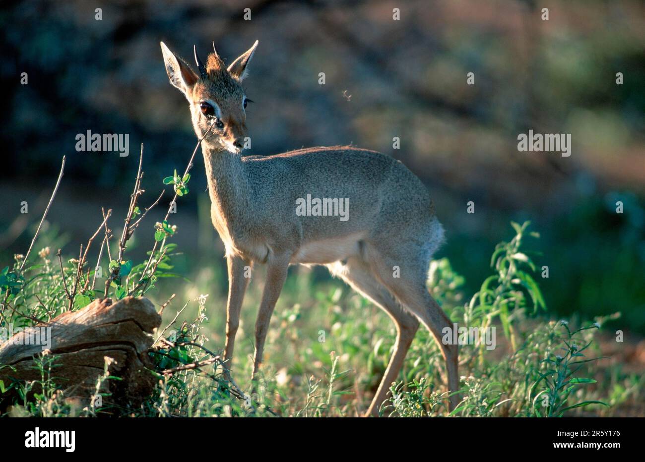 Kirk's dik-dik (Madoqua kirkii), Samburu Game Reserve, Kenya, lateral ...