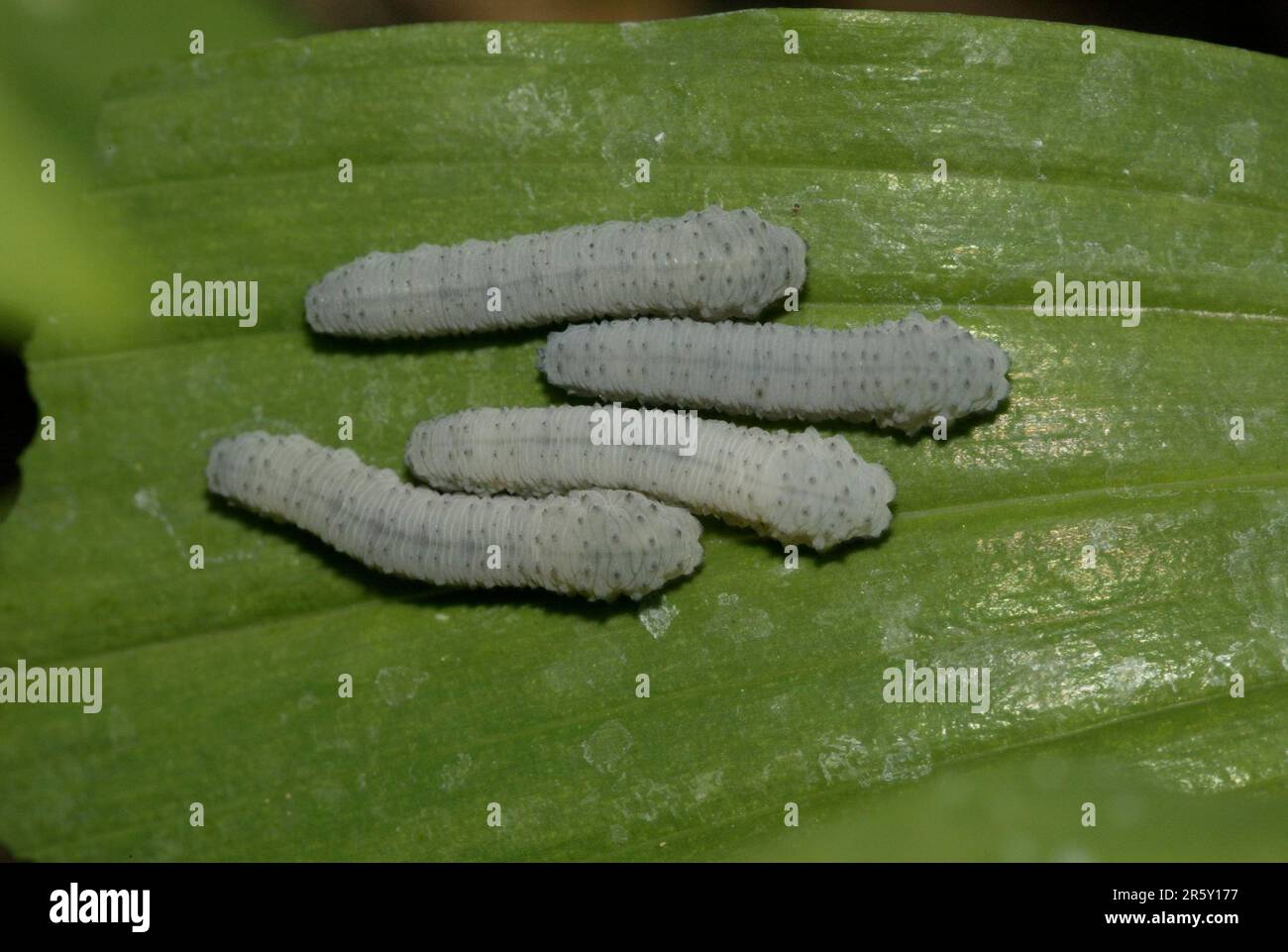 Sawfly (Symphyta) larvas on leaf Stock Photo - Alamy