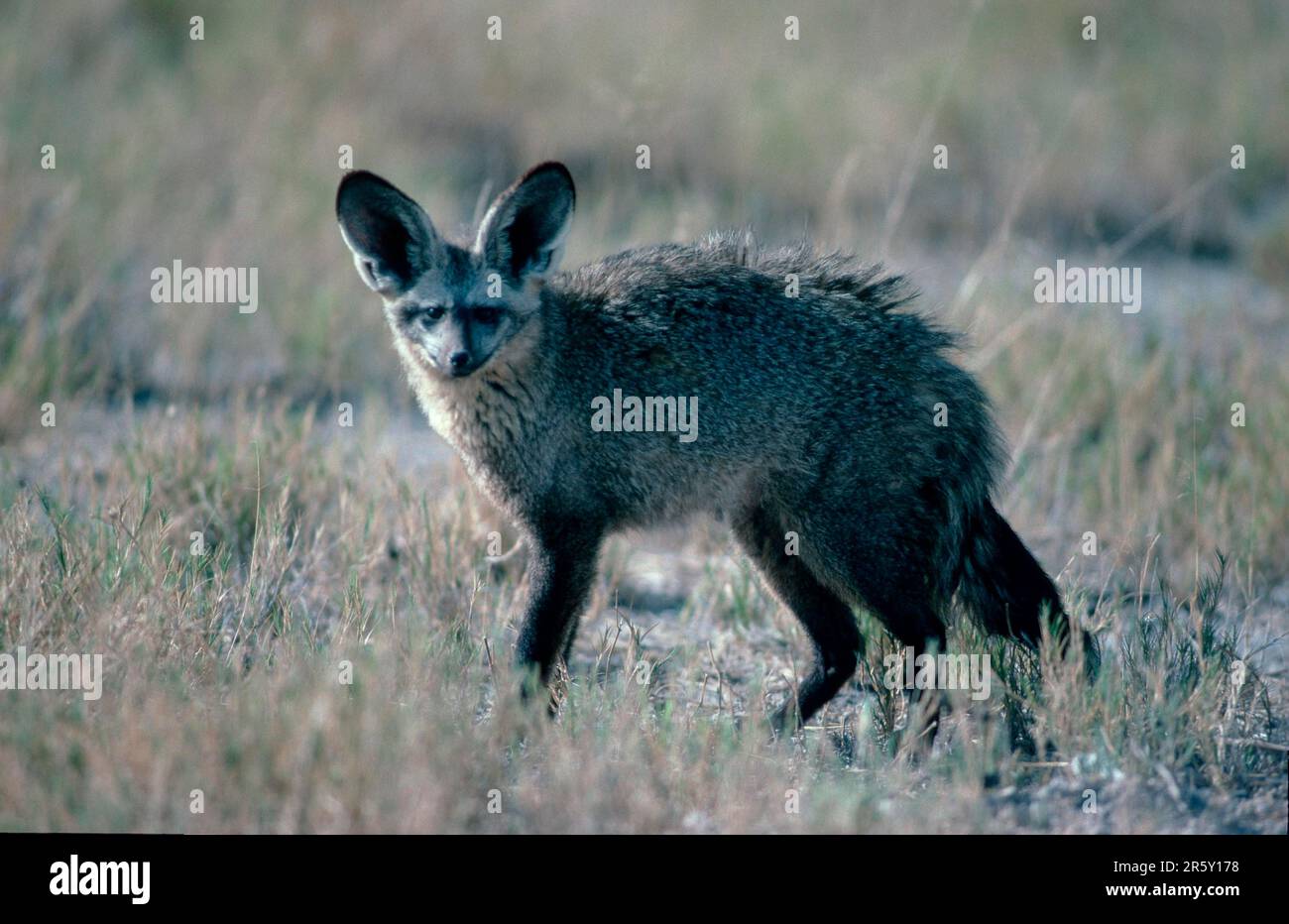 Bat-eared Fox (Otocyon megalotis), side, Etosha national park, Namibia ...
