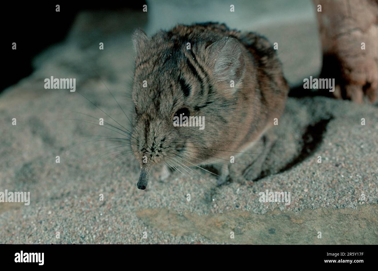 Short-eared Elephant Shrew (Macroscelides probosideus Stock Photo - Alamy