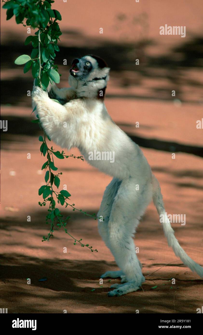 Verreaux's Sifaka (Propithecus verreauxi), Berenty, Madagascar Stock ...