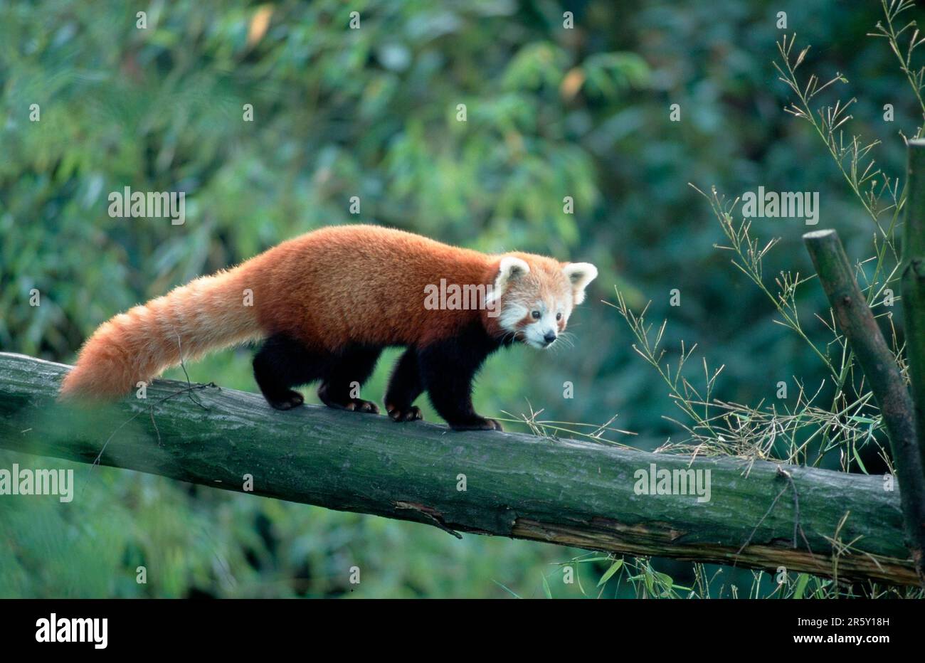 Red Panda (Ailurus fulgens), red panda, Cat Bear, lateral, side Stock ...