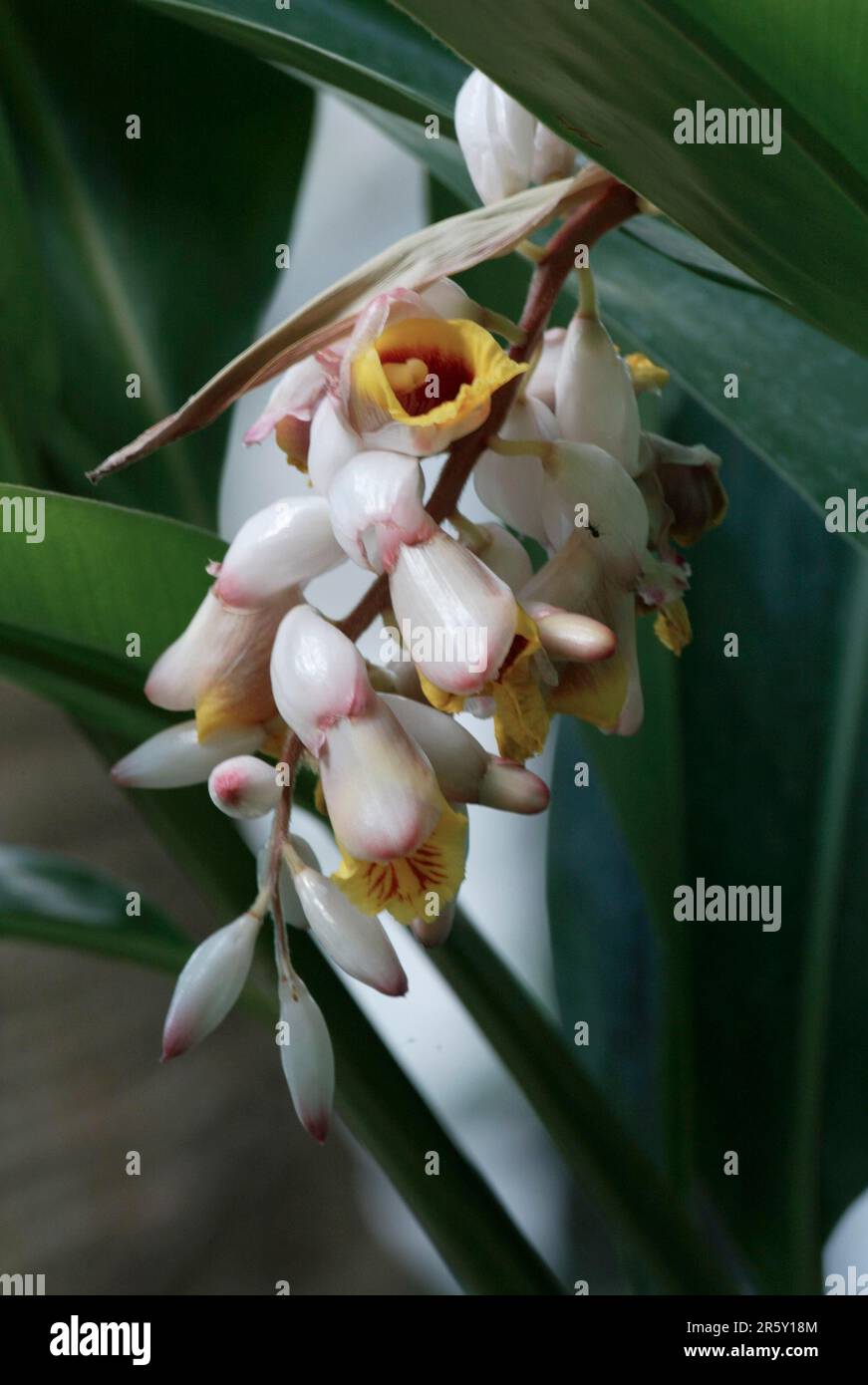Alpinia (Alpinia zerumbet Stock Photo - Alamy