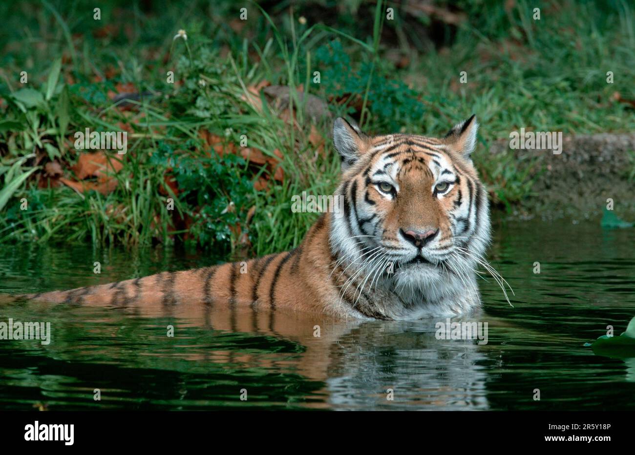 Bengal bengal tiger (Panthera tigris tigris Stock Photo - Alamy
