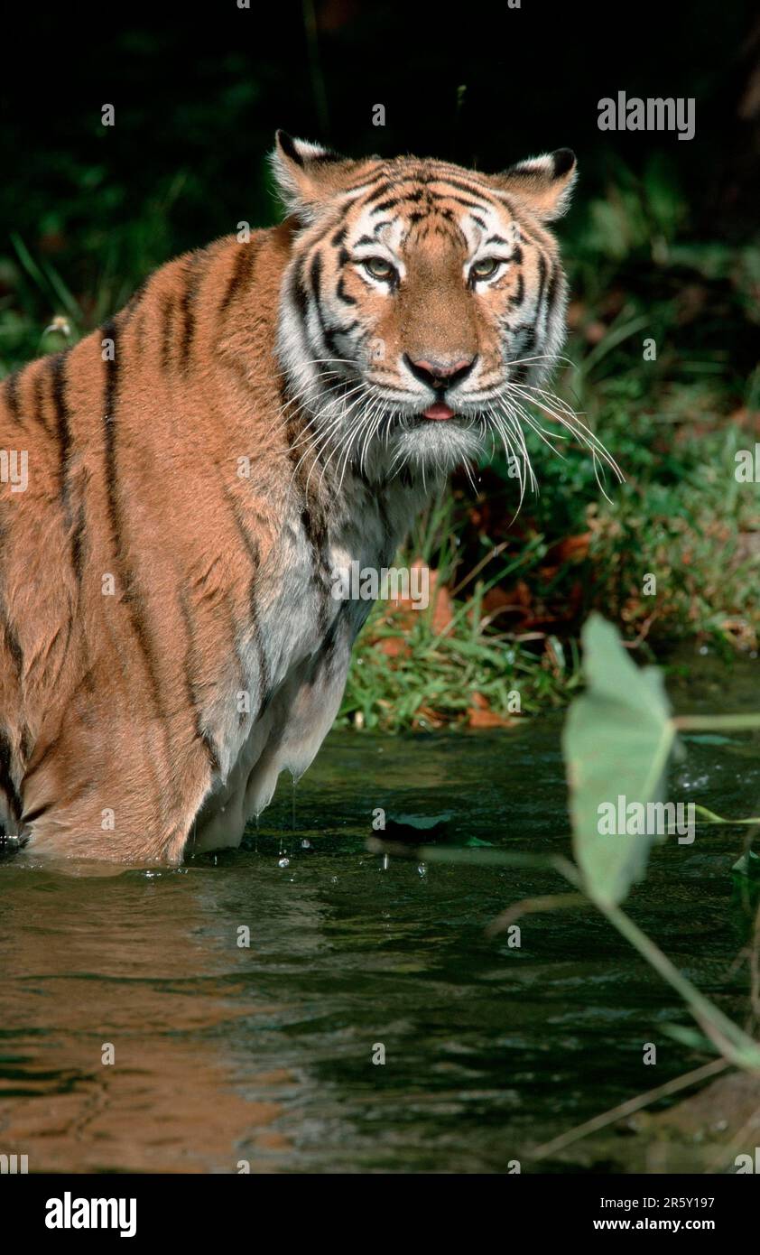 The bengal tiger face hi-res stock photography and images - Alamy