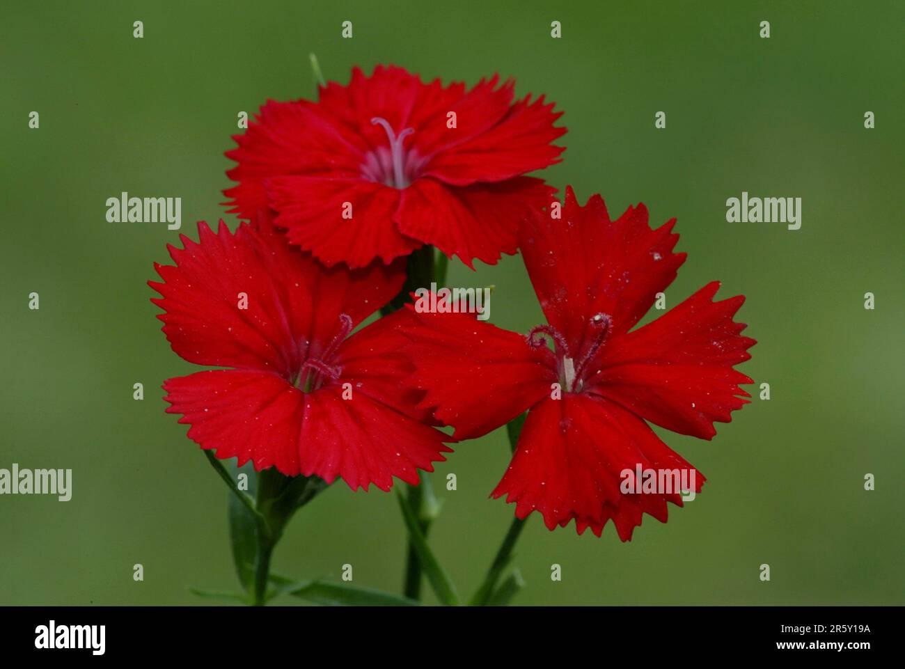 Carnation family hi-res stock photography and images - Alamy