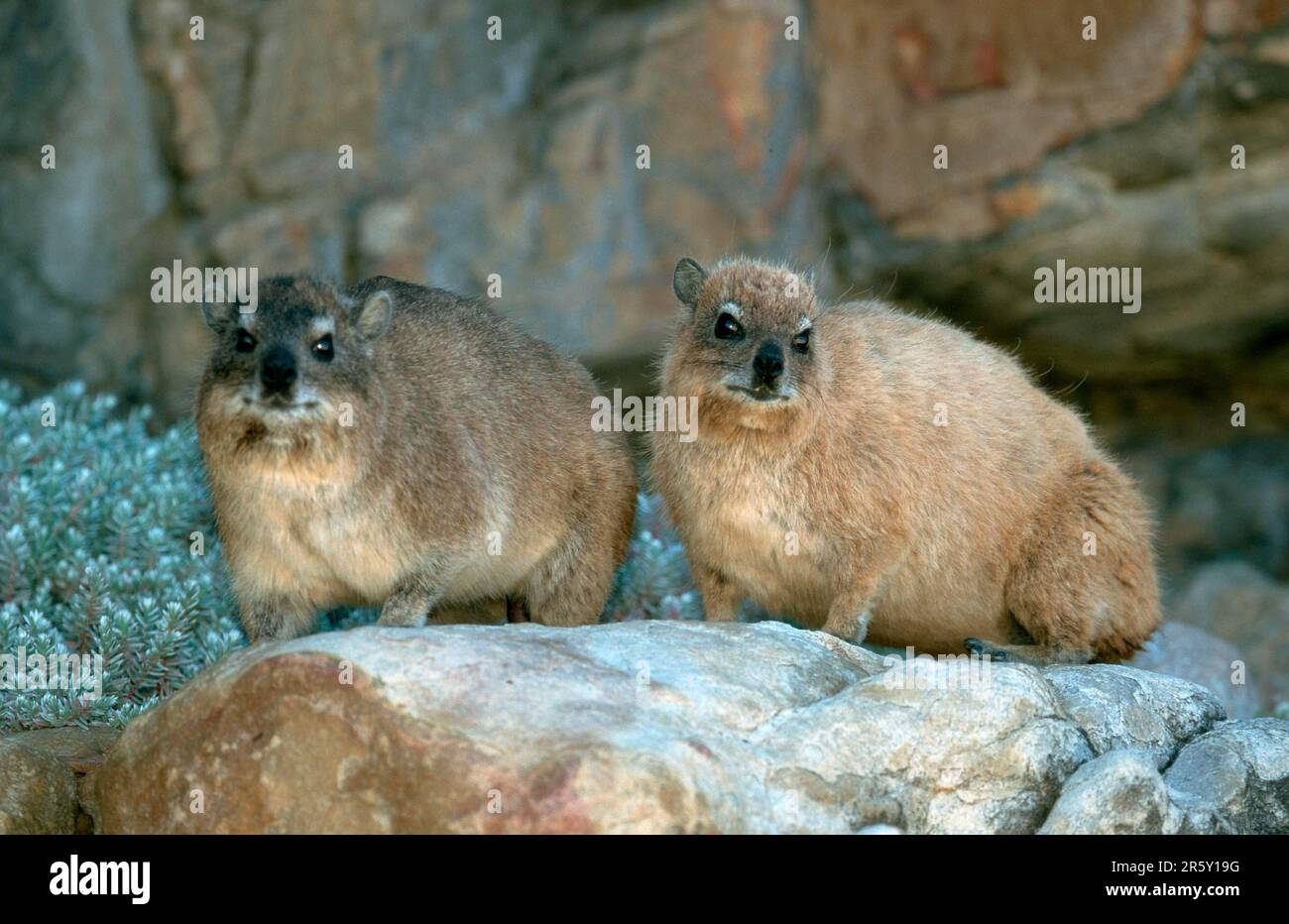 Common Rock Hyrax (Procavia capensis), pair, Cape of Good Hope national ...