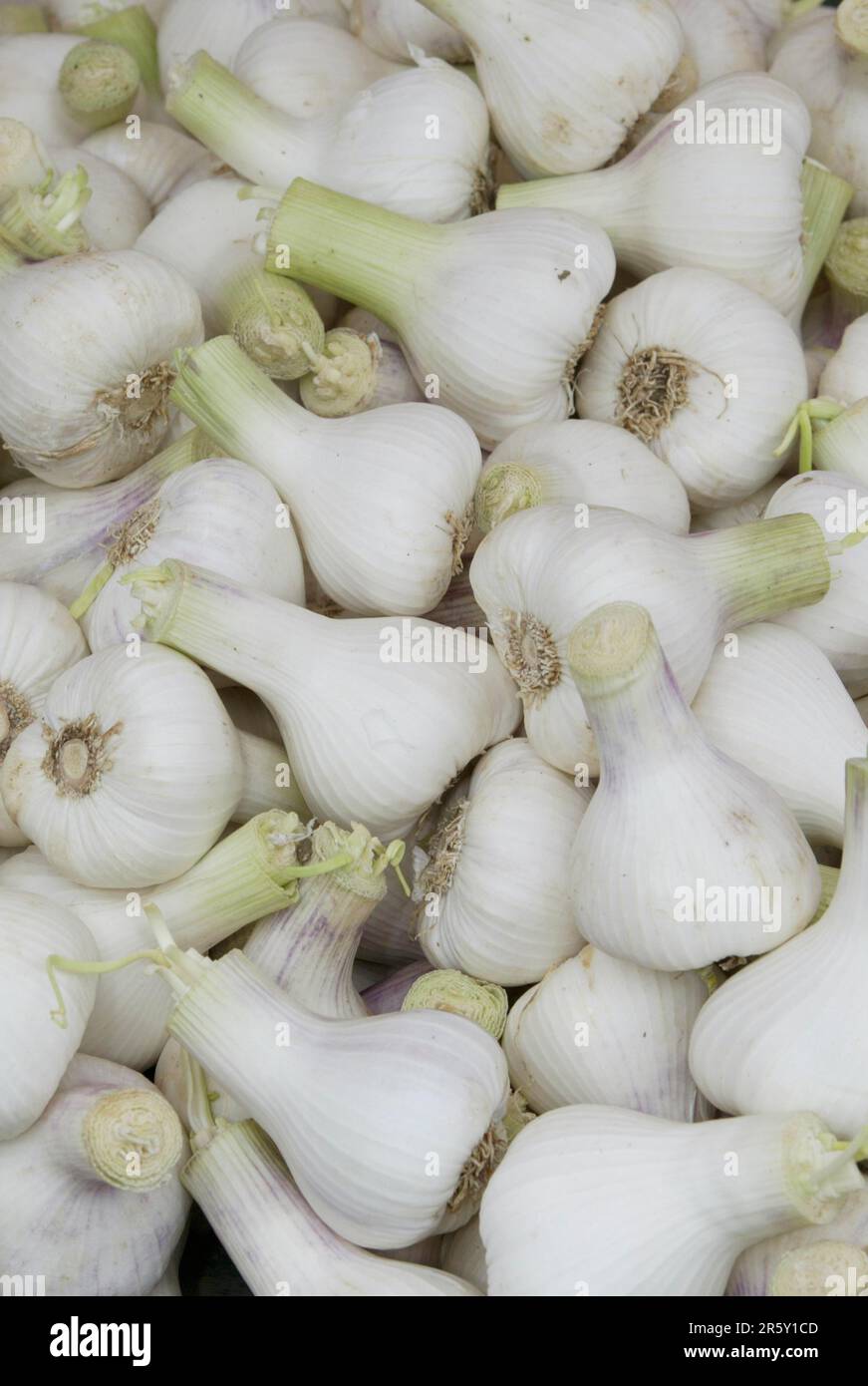 Garlic (Allium sativum Stock Photo - Alamy