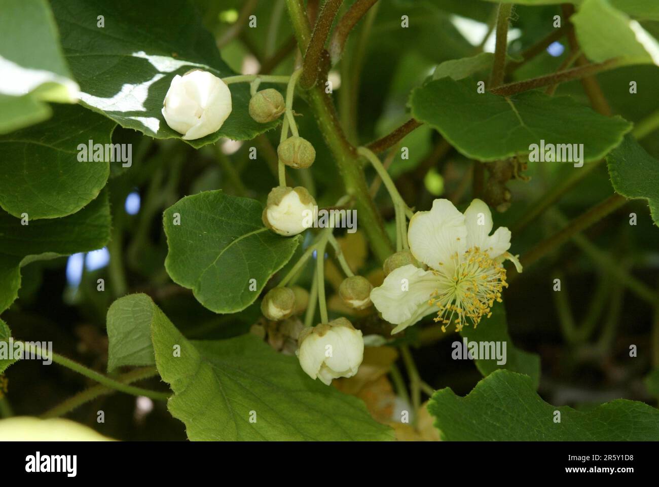 Chinese Gooseberry blossom (Actinidia chinensis) (Actinidia deliciosa ...