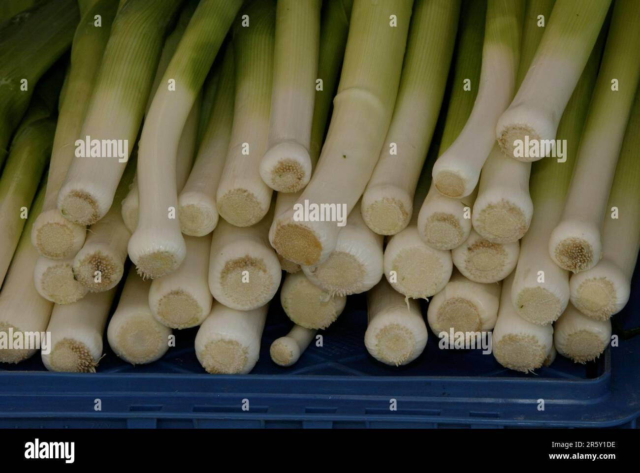 Leeks (Allium porrum), leek, leek, vegetable (useful plants), lily ...