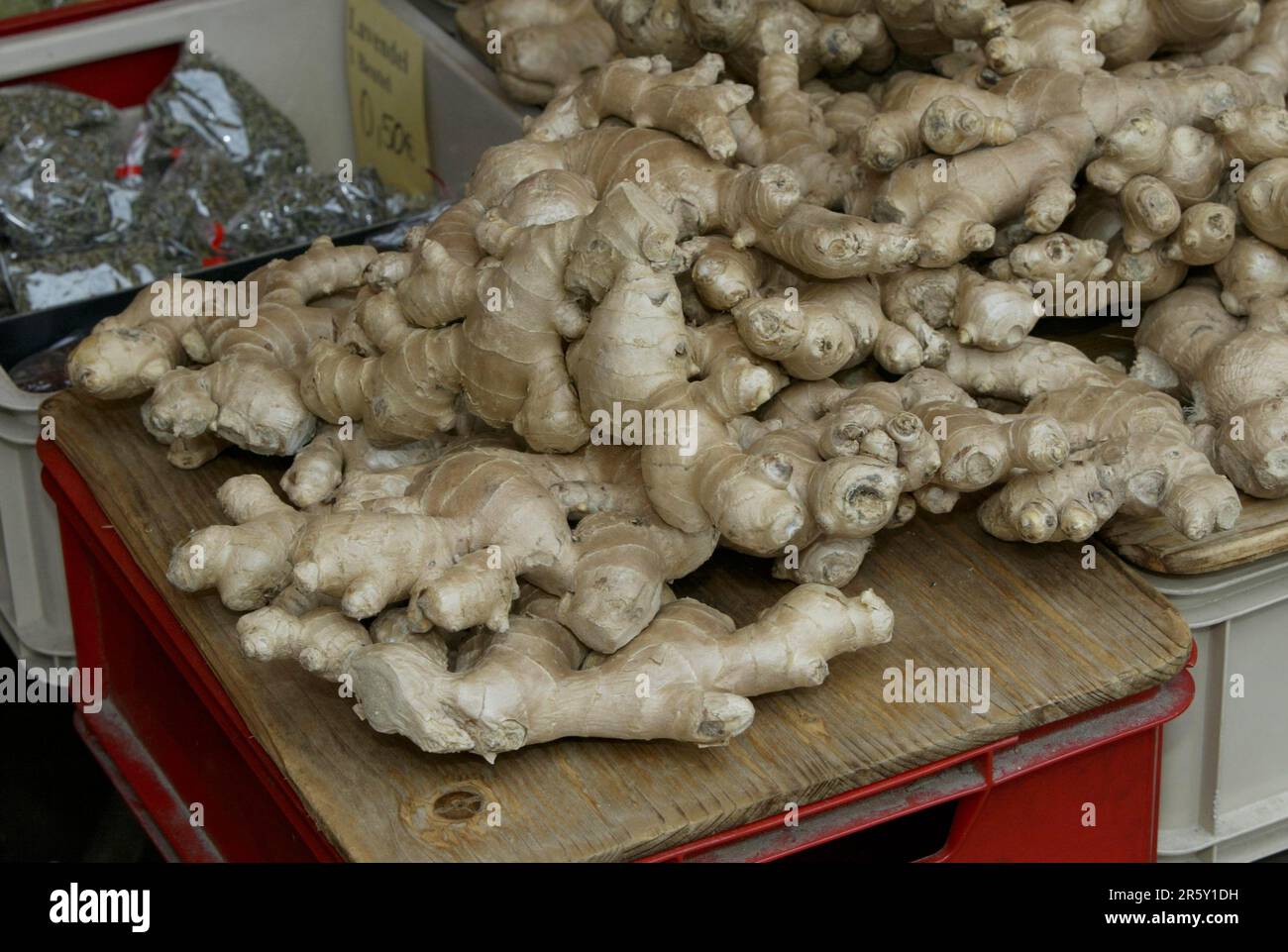 Common Ginger (Zingiber officinale) roots Stock Photo - Alamy