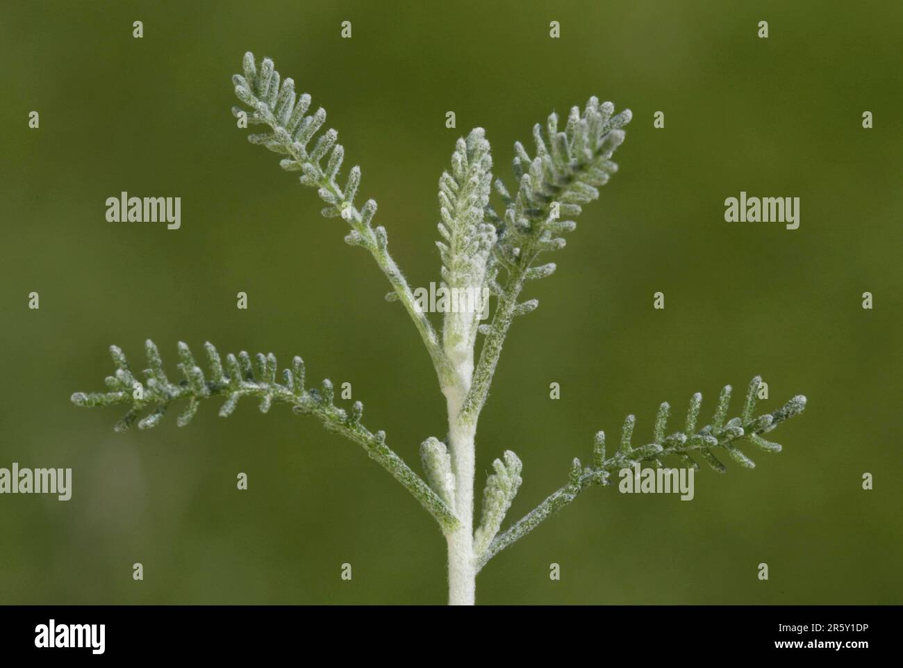 Lavender Cotton leaves (Santolina chamaecyparissus Stock Photo - Alamy