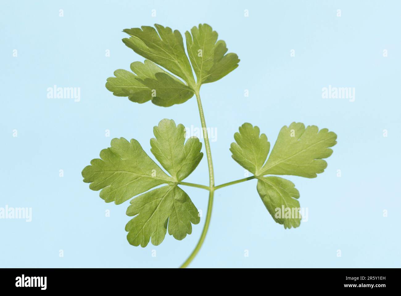 Parsley (umbelliferae) (Petroselinum crispum) leaves, parsley, leaves ...