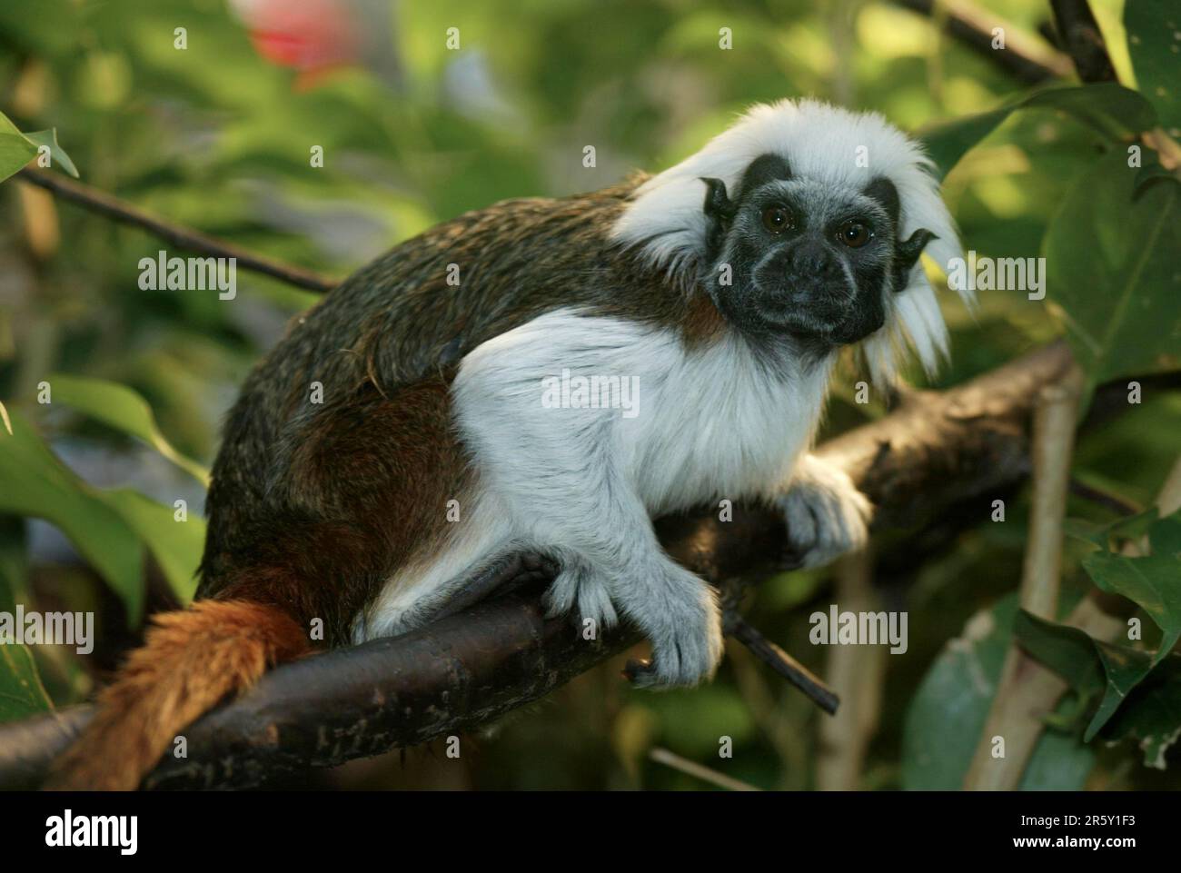 Cotton-topped Tamarin (Saguinus oedipus), side Stock Photo - Alamy