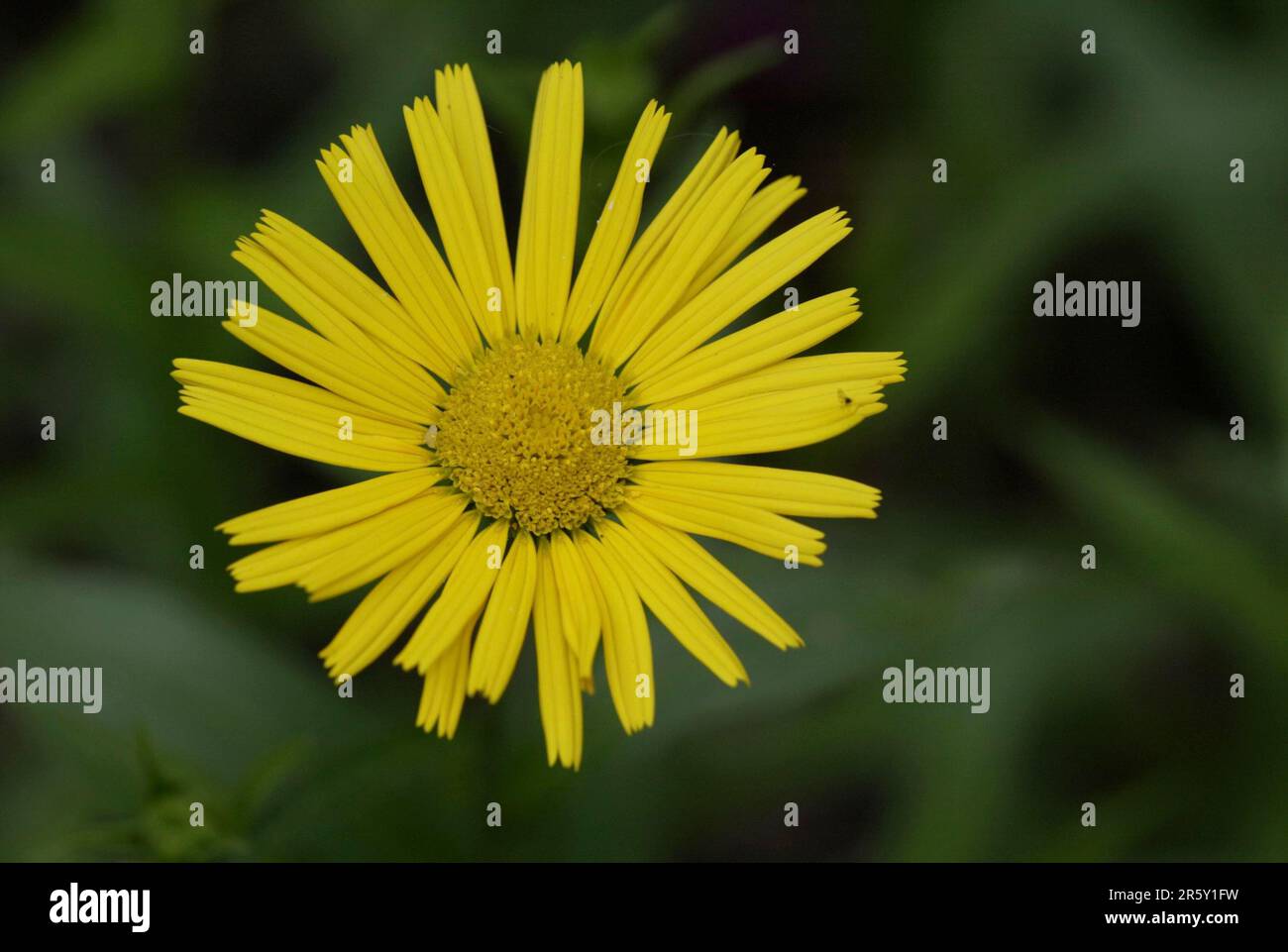 Yellow Oxeye Daisy
