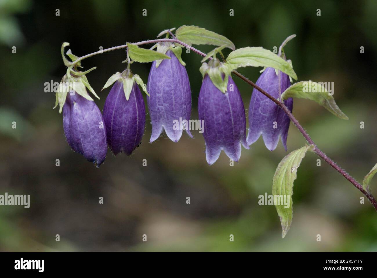 Spotted Bellflower (Campanula punctata Stock Photo - Alamy