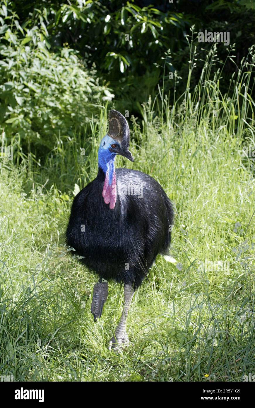 Double-wattled Cassowary (Casuarius casuarius), male, Australian Cassowary Stock Photo - Alamy