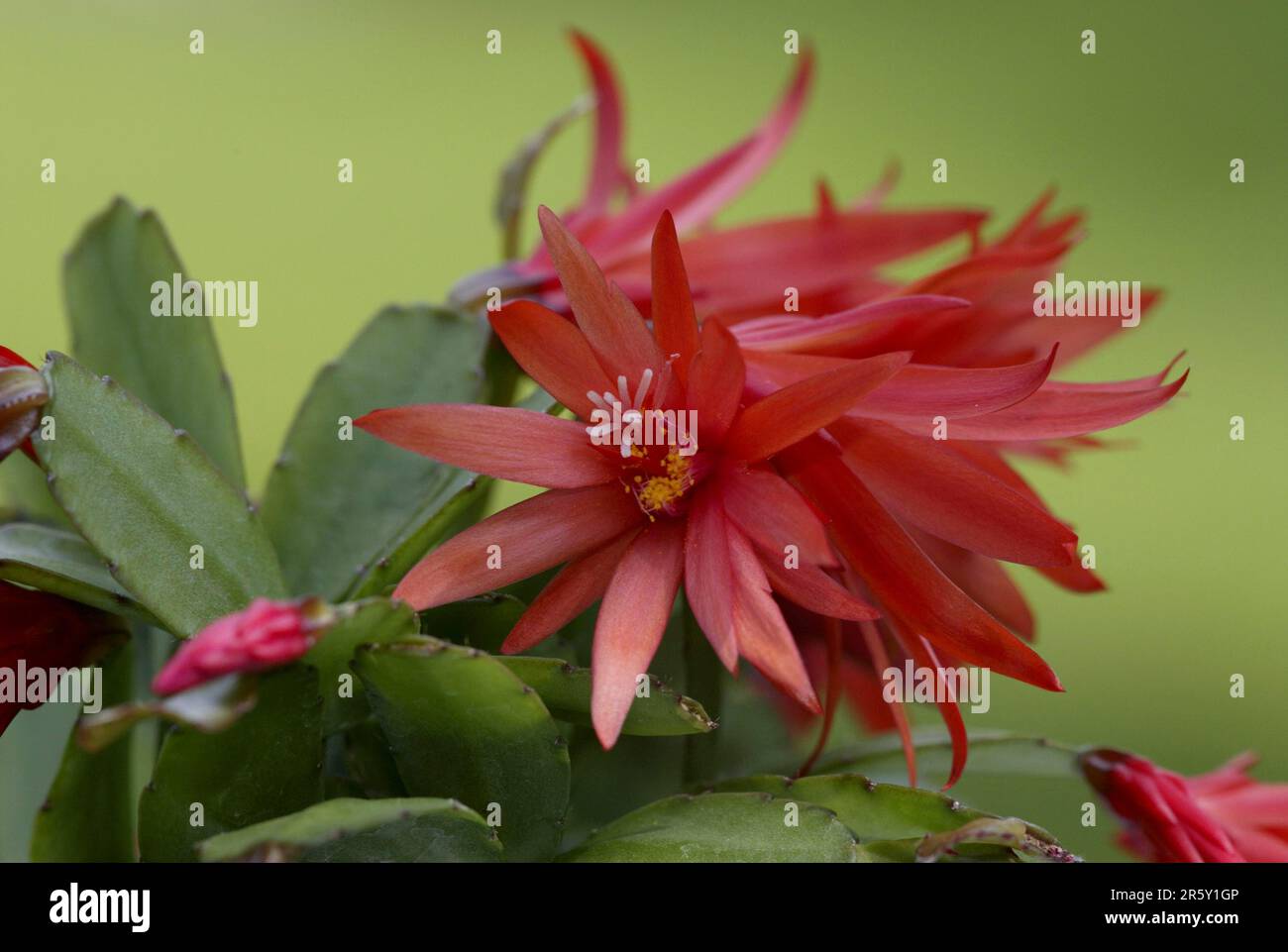 Easter cactus (Rhipsalidopsis gaertneri) (Schlumbergera gaertneri Stock ...