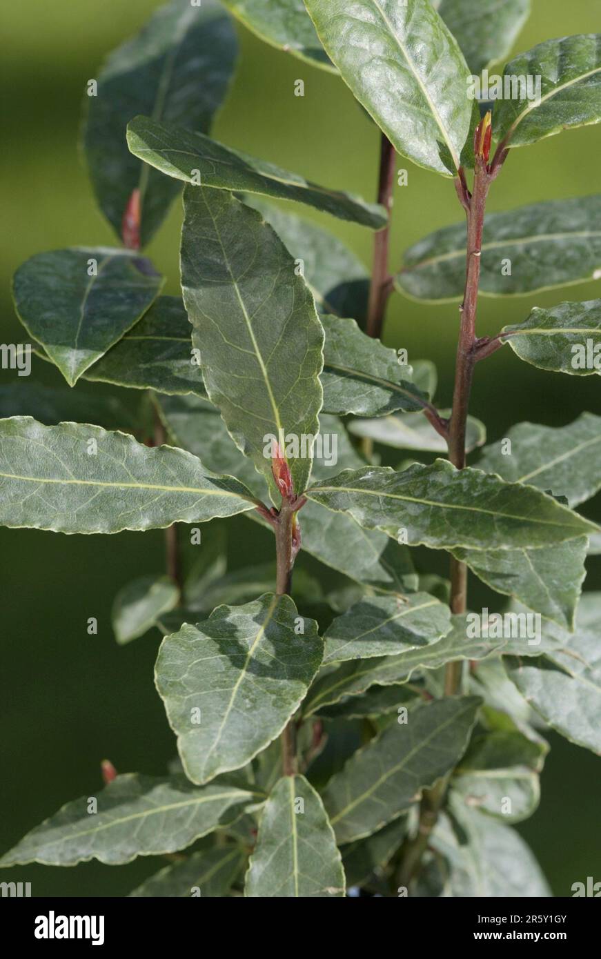 Grecian Laurel (Laurus nobilis) leaves Stock Photo - Alamy