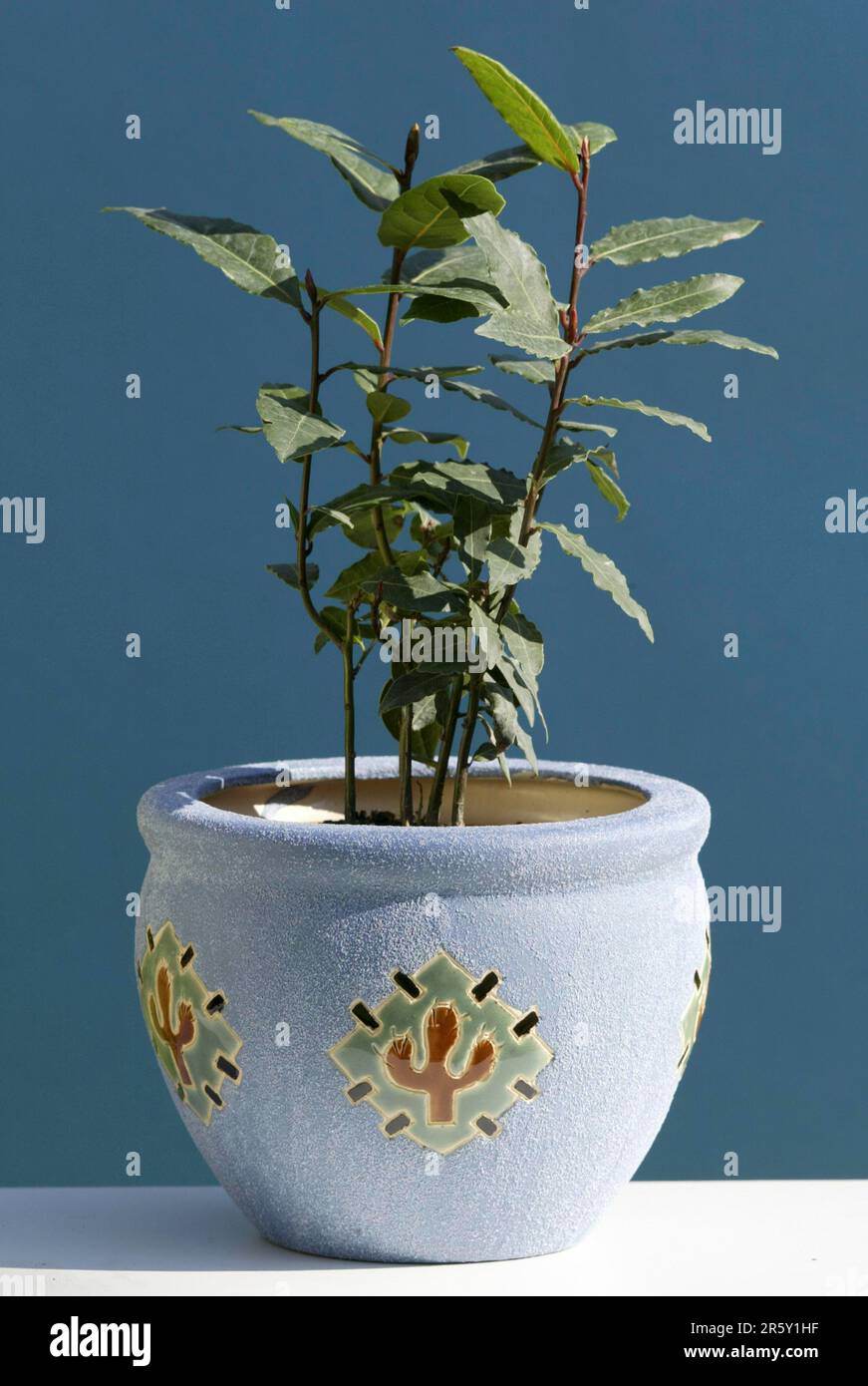 Greek laurel (Laurus nobilis) in a pot Stock Photo - Alamy