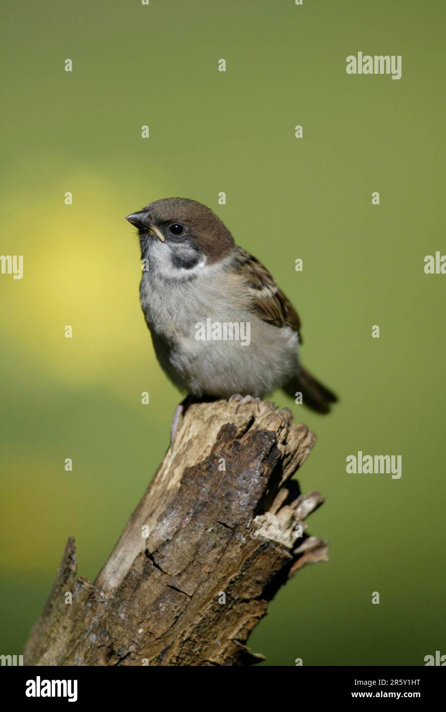 Eurasian tree sparrow (Passer montanus), Germany, Sparrows Stock Photo ...