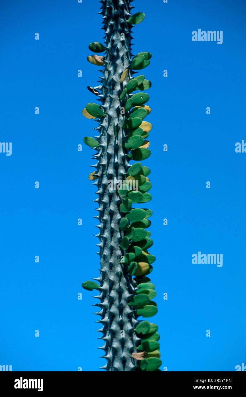 Didieraceae in spring, Madagascar Stock Photo - Alamy