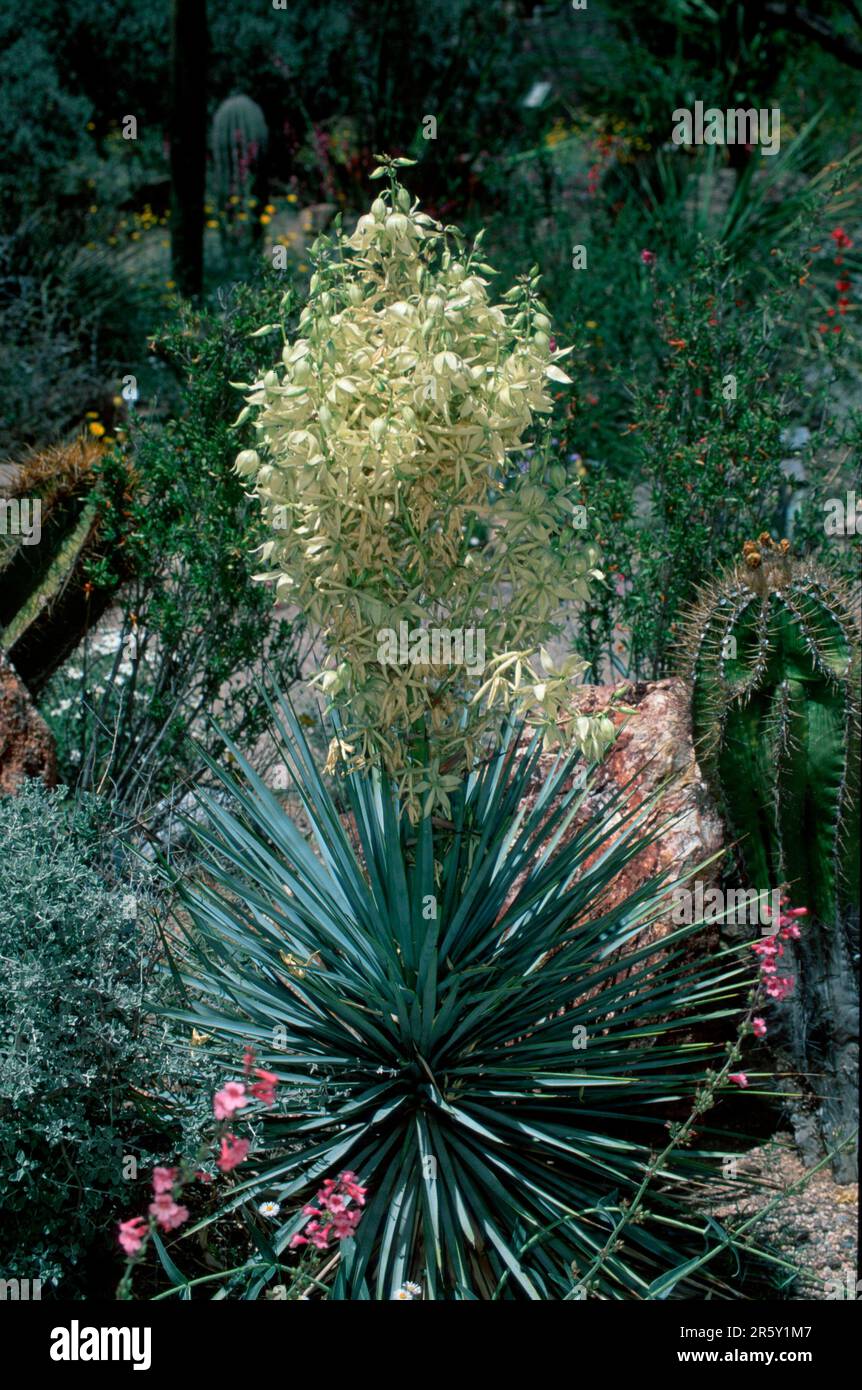 Yucca rigida hi-res stock photography and images - Alamy