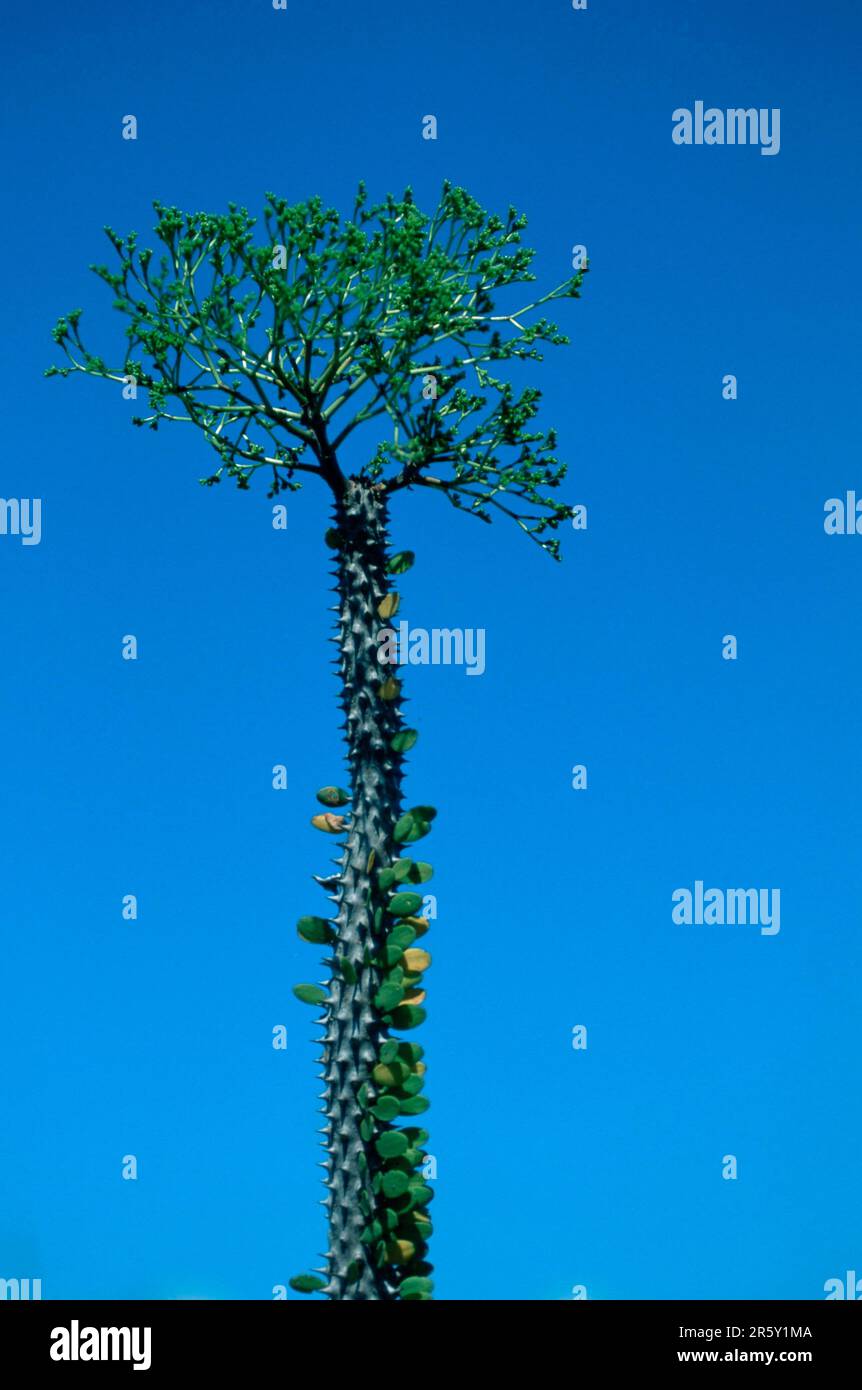 Didieraceae in spring, Madagascar Stock Photo - Alamy