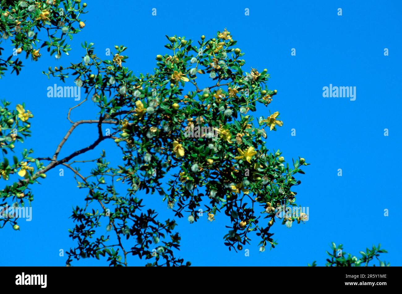 Creosote Bush (Larrea tridentata), Arizona, USA Stock Photo - Alamy