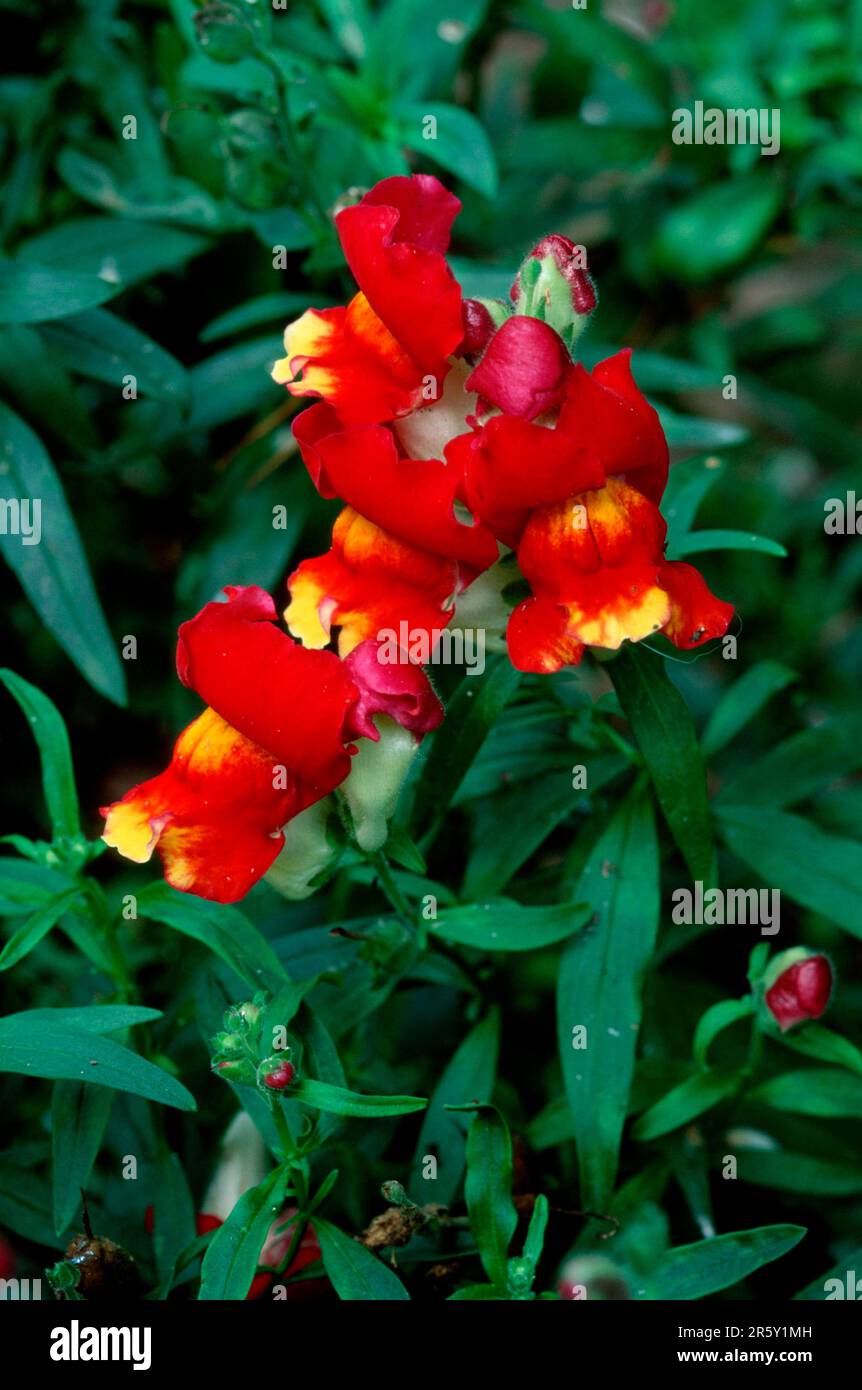 Snapdragon, common snapdragon (Antirrhinum majus), snapdragon, flowers ...