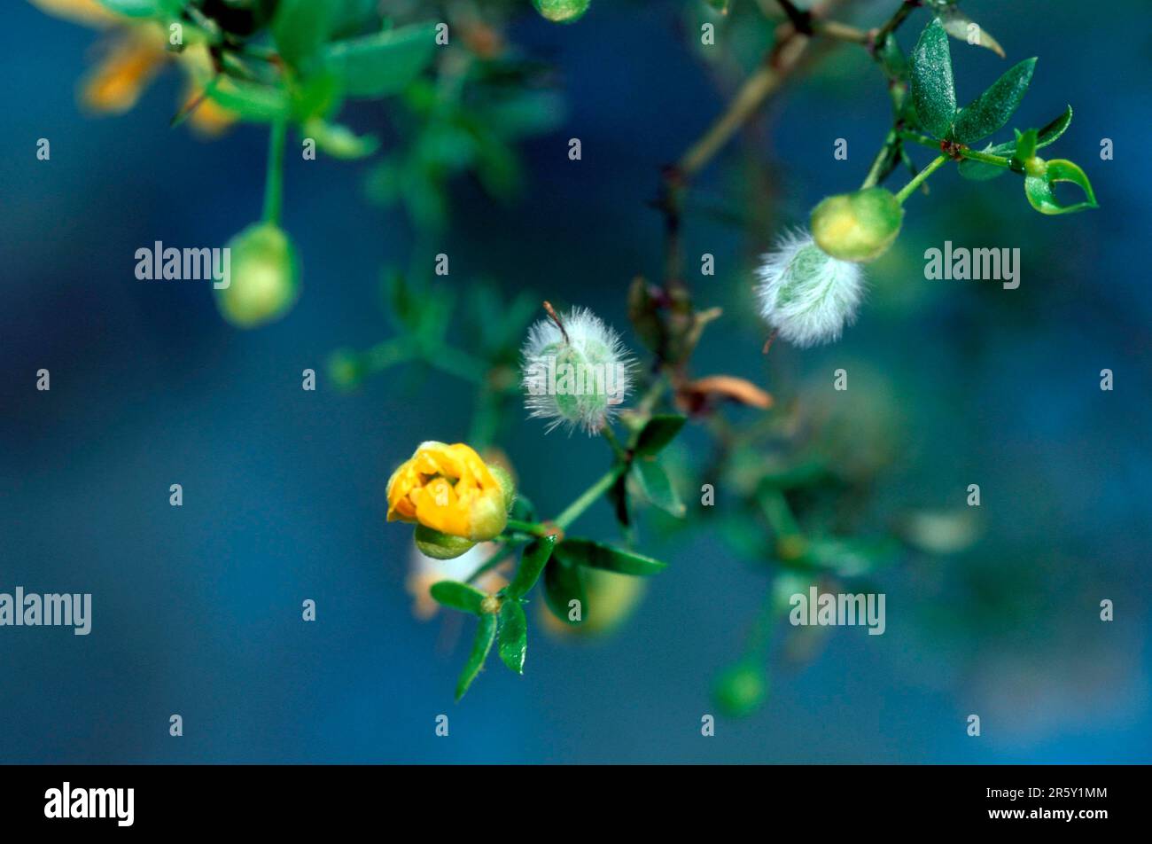 Creosote Bush (Larrea tridentata), Arizona, USA Stock Photo - Alamy