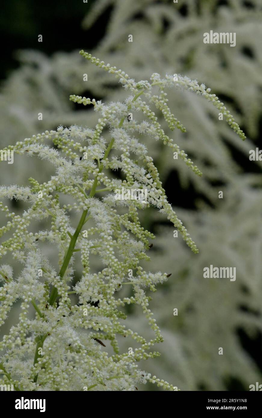 Aruncus dioicus garden hi-res stock photography and images - Alamy